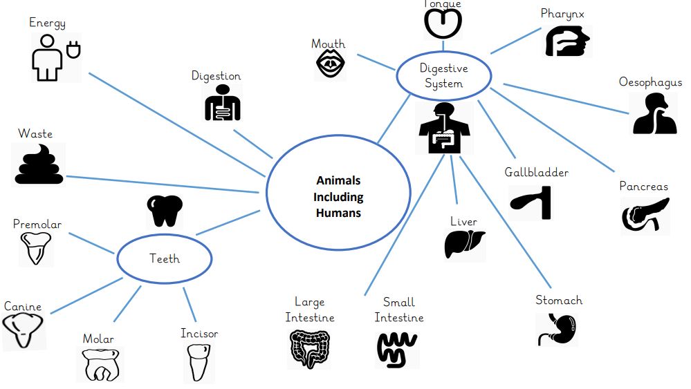 Mayflower Community Academy - Animals inc Humans